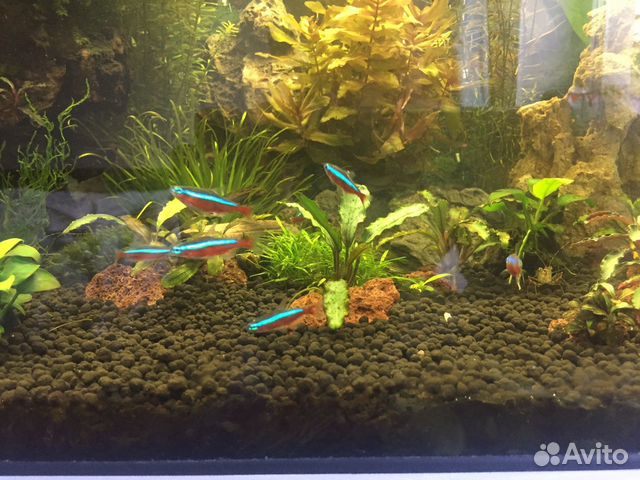 Аквариумные рыбки. Красный Неон