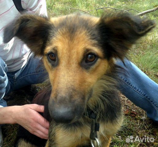 Ищет дом не крупная собачка Бароша
