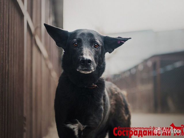 Собака в добрые руки