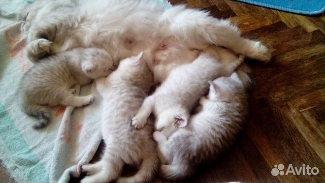 Продаются Британские шиншилы