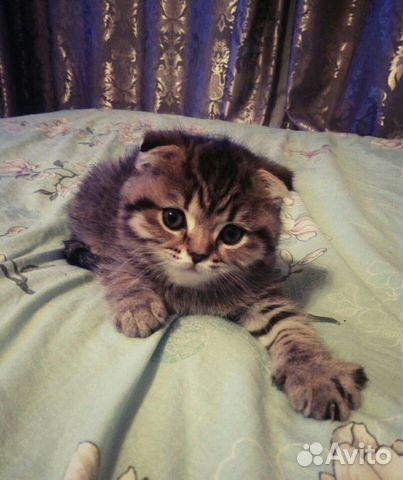 Шотландские котята