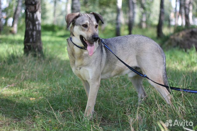 Красавец пёс Грей в добрые руки