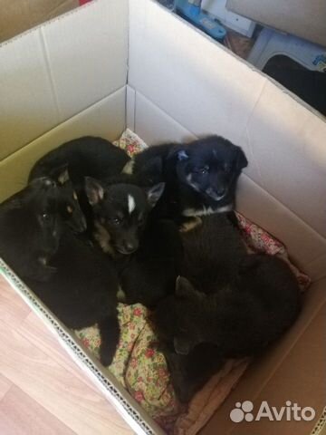 Продам собачек