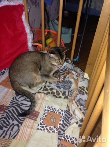 Кошка абесинка