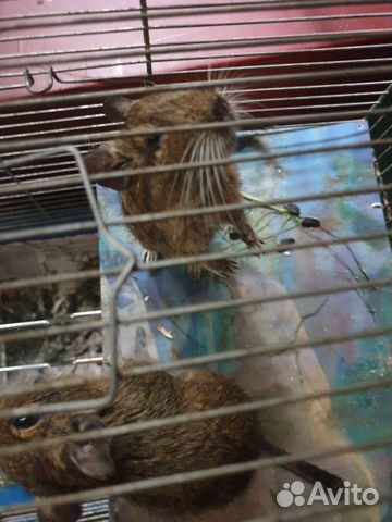 Отдам в добрые руки Дегу