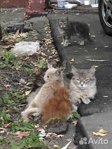 Бездомные котята-пушистики ищут дом