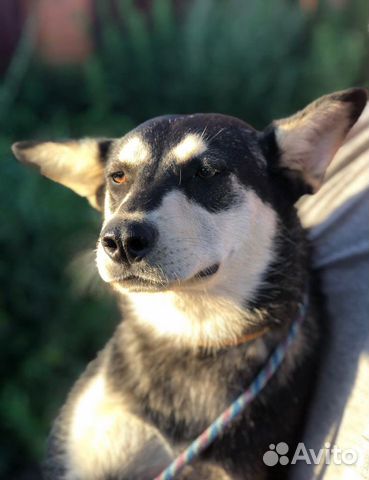 Метис маламута в добрые руки