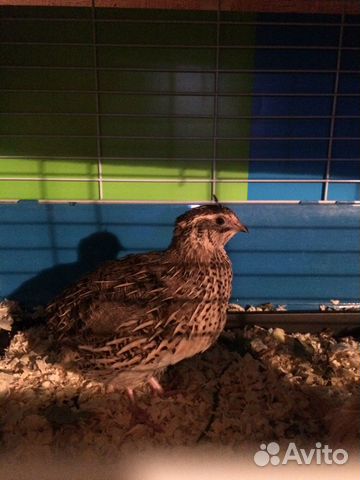 Бесплатно в хорошие руки. Перепелка