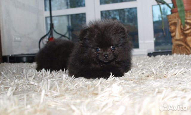 Девочка померанского шпица