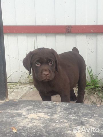 Шоколадные и черные щенки лабрадора