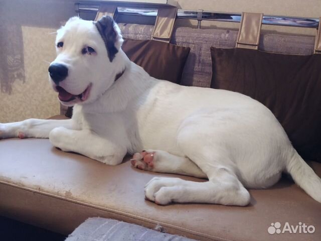 Продам среднеазиатскую овчарку/ алабая