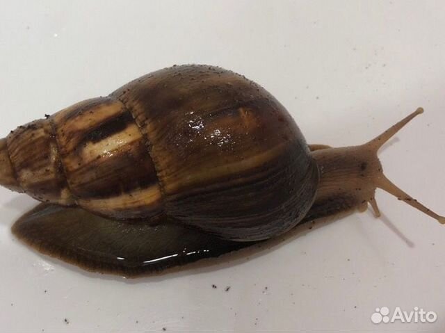 Продам улиток ахатинок(маленьких)