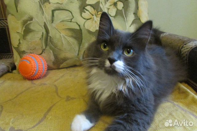 Красавица Люсинда в добрые руки