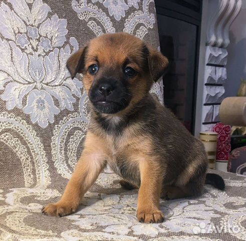 Красивые маленькие шенки