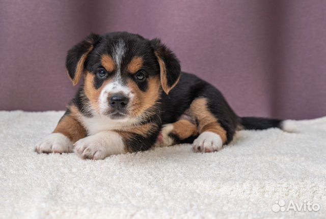 Щенки Вельш Корги Кардиган