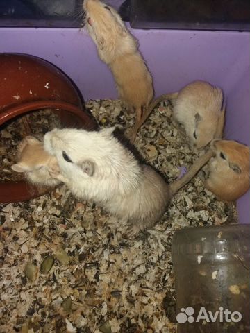 Песчанка