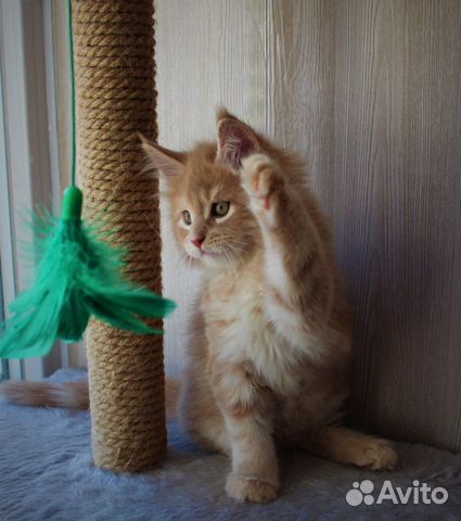 Крупный котик Мейн-кун