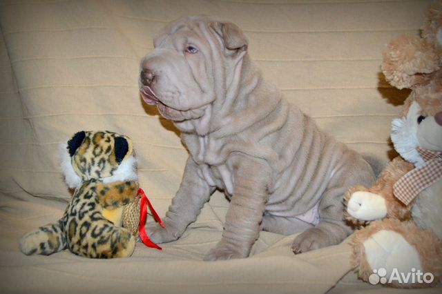 Шарпей лиловый и голубой дельют