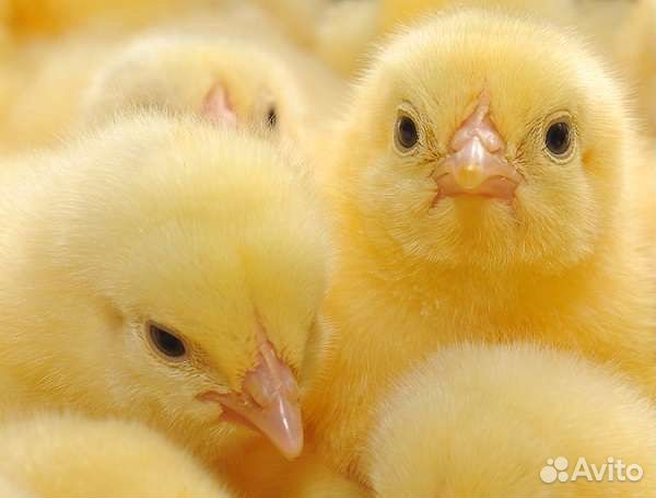 Цыплята Бройлера Арбор айкрес