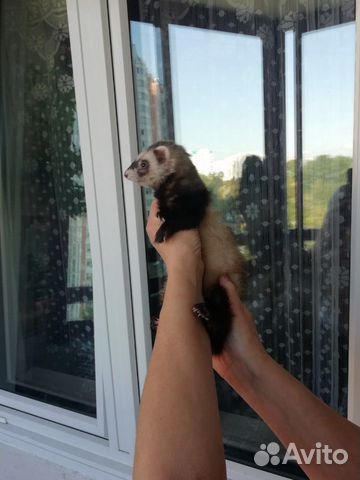 Продам хорек