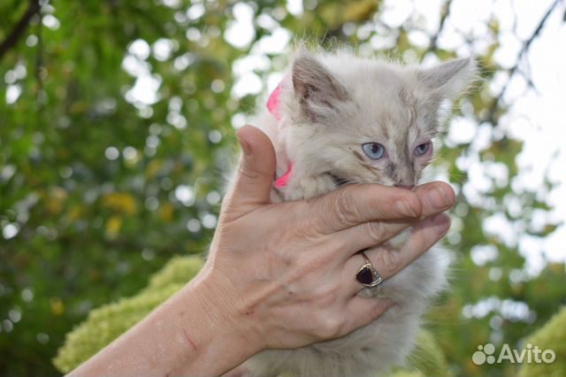 Котенок Девочка Люси 2 мес в добрые руки