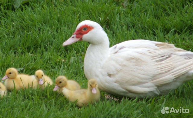 Белые шептуны