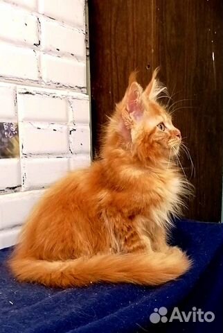 Котик мейн кун Харлей шоу класса