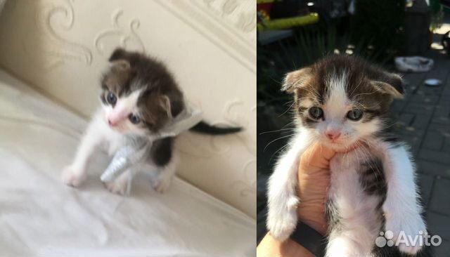 Вислоухий шотландский котик