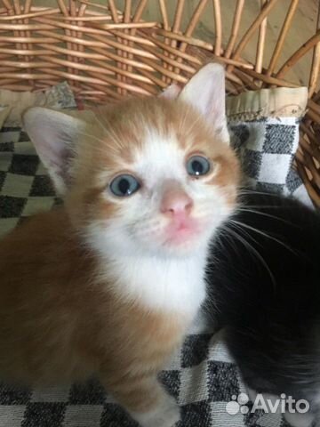 Левушка хочет домой