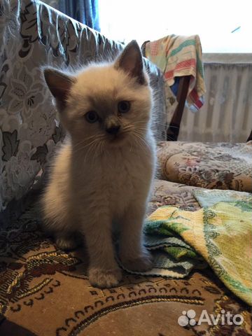 Продам Невских Маскарадных котят