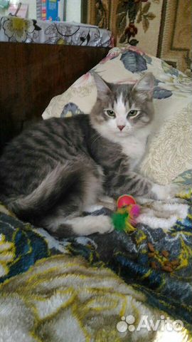 Кеша и Луша