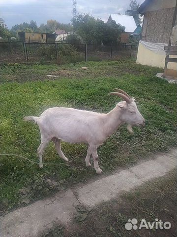 Коза дойная,вместе с козликом