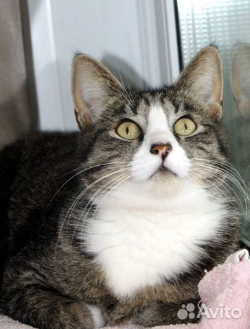 Кошка Глаша