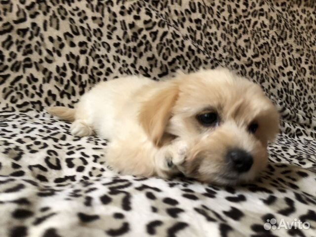 Щенок русской цветной болонки