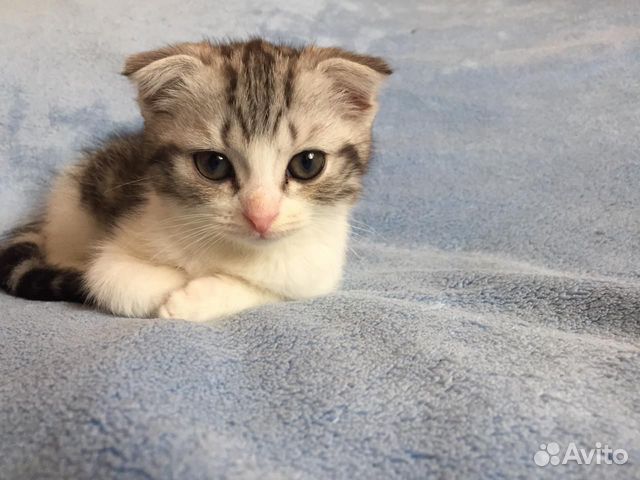 Киска- мурлыска