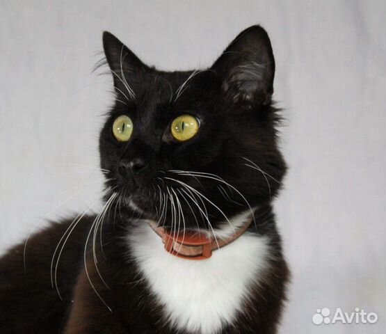 Тибо- сказочный кот