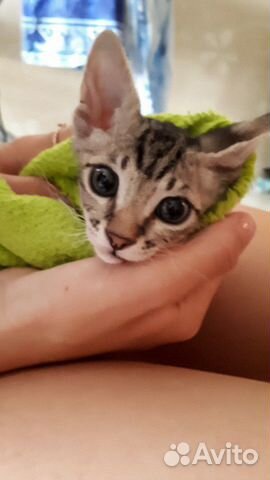 Котенок сфинкс велюр