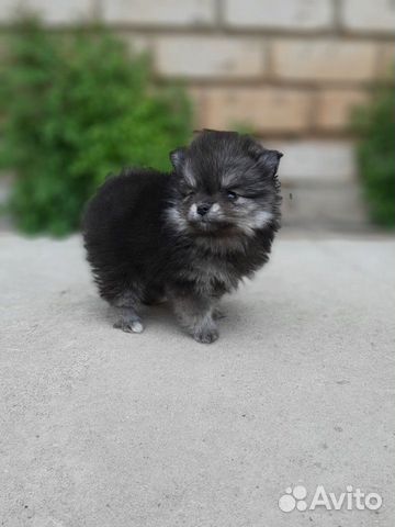 Девочка брюнетка и др