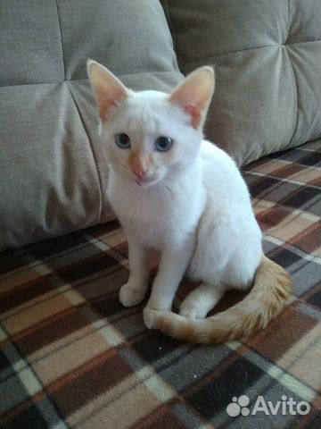 Котенок