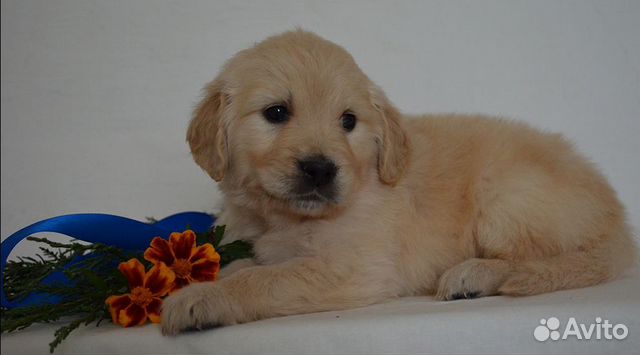 Очень рыжие щенки золотистого ретривера