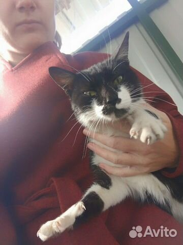 Молодая кошка