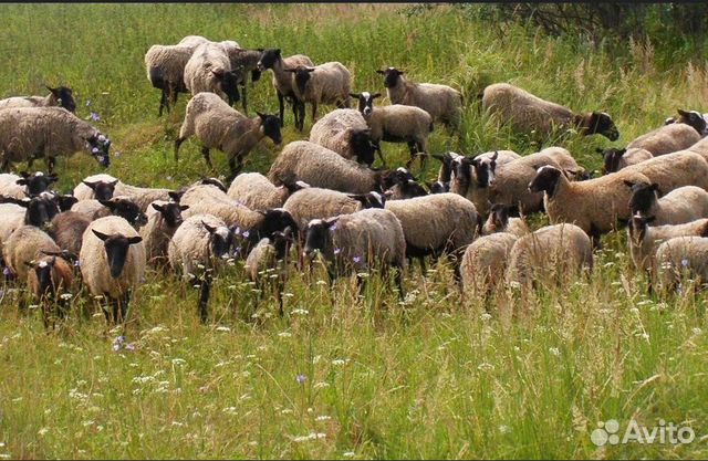 Домашняя баранина, овцы, бараны, ягнята