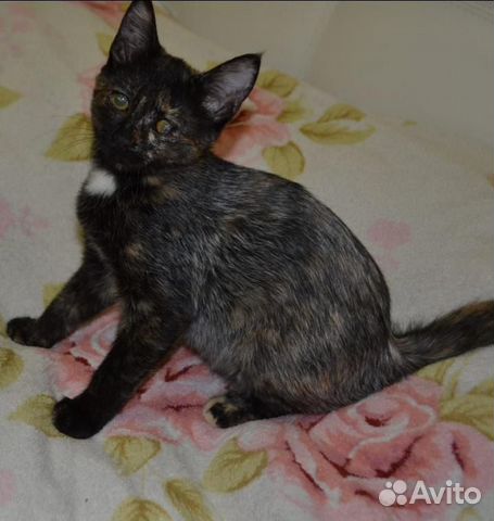 Котенок