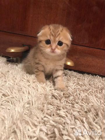 Шотландский вислоухий котик
