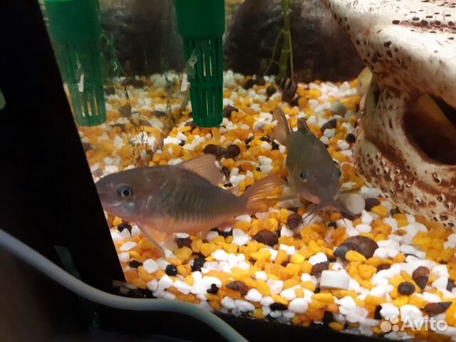 Сомик Брохис зеленый