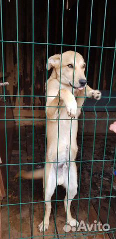 Щенок -сторож