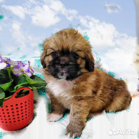 Детки Тибетского спаниеля