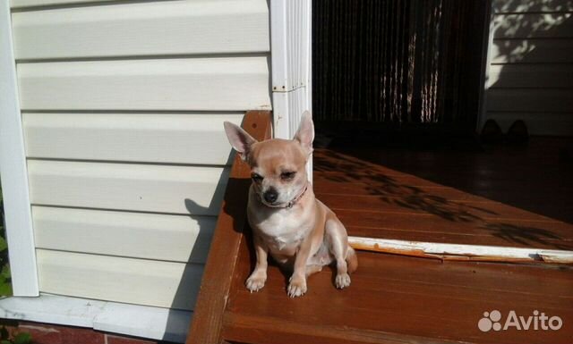Чихуахуа девочку отдам в добрые руки