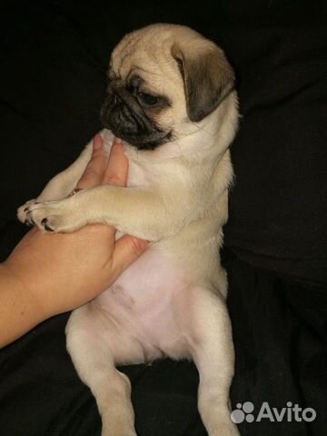 Щенки мопса