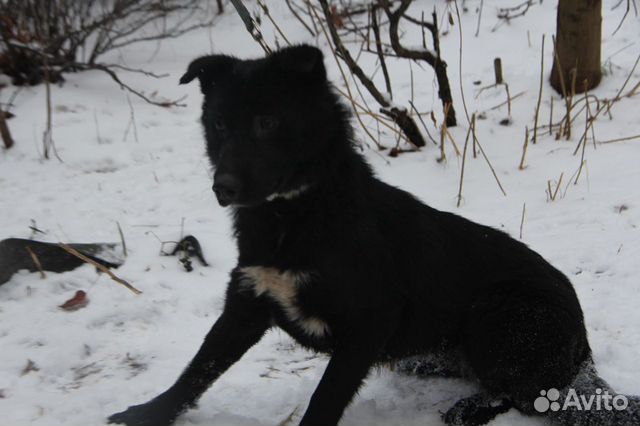 Собачки и щеночки в добрые ручки